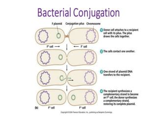 Sexual Reproduction In Bacteria PPTX