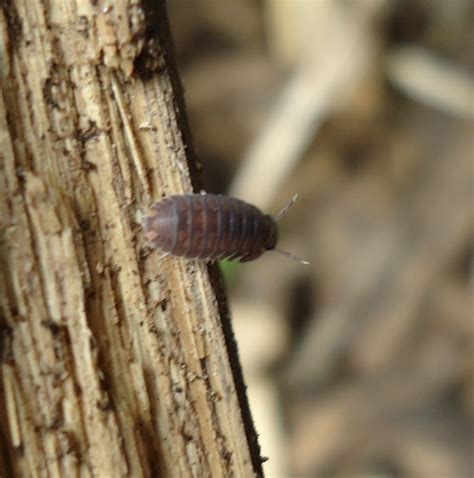 40 Small Brown Bugs In House Pictures And Identification Brown Bugs