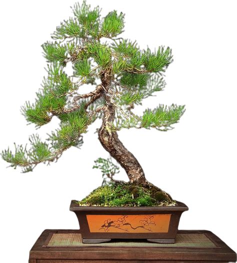 Bonsai 1