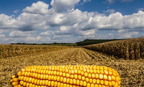 Maize Quick Facts Earthhome Evolution