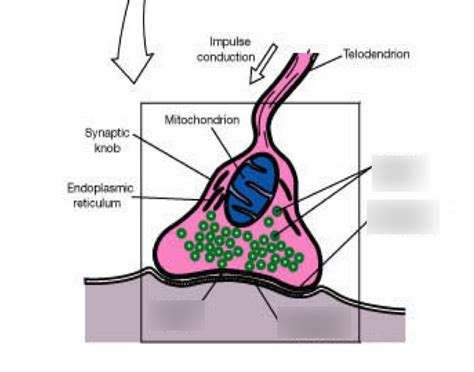 Synapse Diagram Quizlet