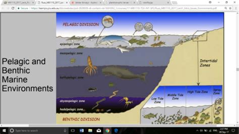 Pelagic And Benthic Environments Flashcards Quizlet