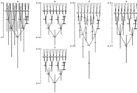Performance Of Divergence Time Estimation In The Presence Of