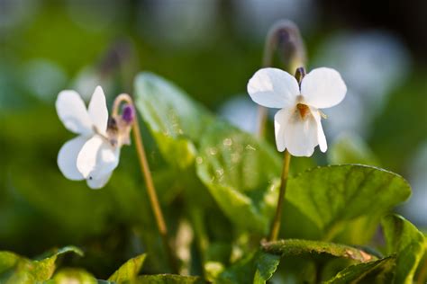 Mély Erdőn Ibolya Virág Magyar Madártani és Természetvédelmi Egyesület