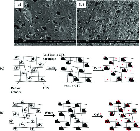 Sem Image Of A 25phrcts T Enr And B 15phrcts T Enr Schematic