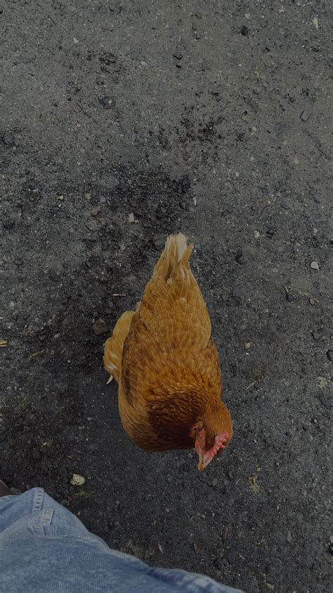 Lethal Bird Attack😆 R Chickens