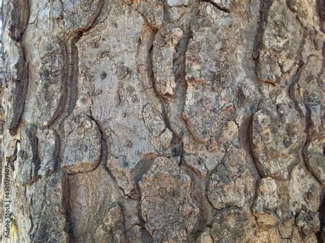 The Bark Of Marula Tree Sclerocarya Birrea Commonly Known As Morula In Botswana The Tree Is