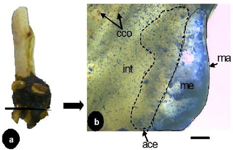 Figure 2 From Histological Study Of The Polarity Of Yam Tuber