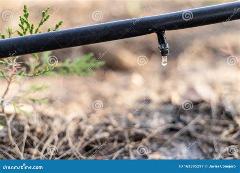 Drip Irrigation System Close Up Stock Image Image Of Farming Growth 163395297
