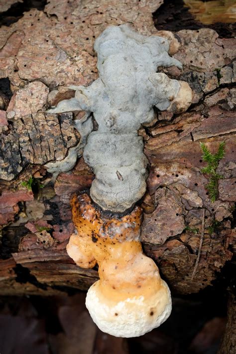 Mushroom Hunting With Fujis New Macro Growth Stages Of Ganoderma [x S10 Xf30mm F2 8] R