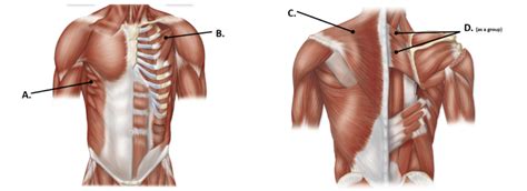 Muscles That Act On The Scapula Diagram Quizlet