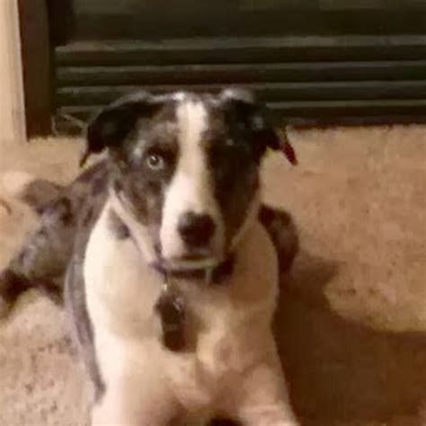 Michael Gilbert Youtube