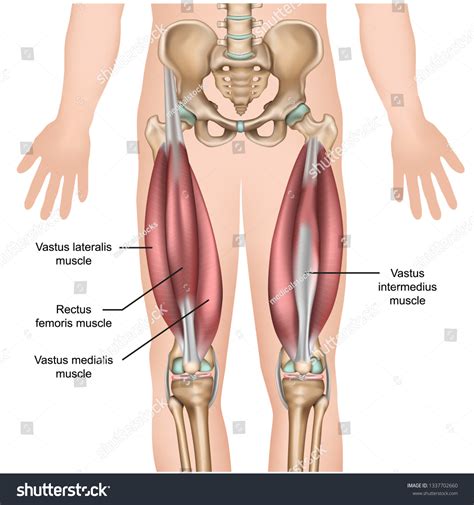 Semimembranosus Muscle