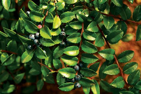 Wild Huckleberry Bush