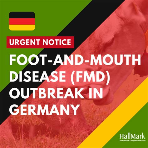 Urgent Alert Foot And Mouth Disease Outbreak In Germany Key Guidance