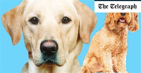 Labradors Fall Out Of Favour As Families Choose Allergy Friendly Cockapoos