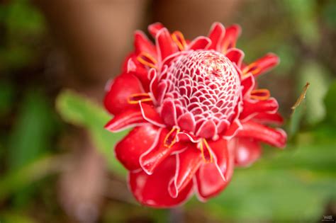 Teen Cutie Liloo W4bliloorefresh Yourself090ポルノ写真 Eporner