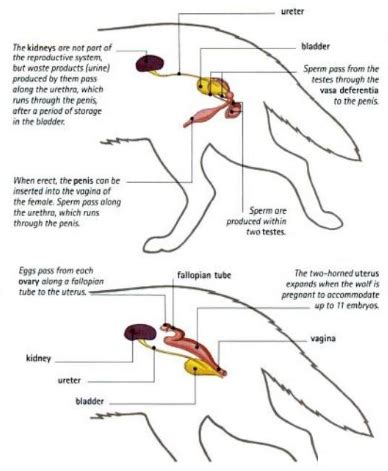 El Gato Más Fuerte Del Mundo — Wolveswolves Gray Wolf Canis Lupus Anatomy