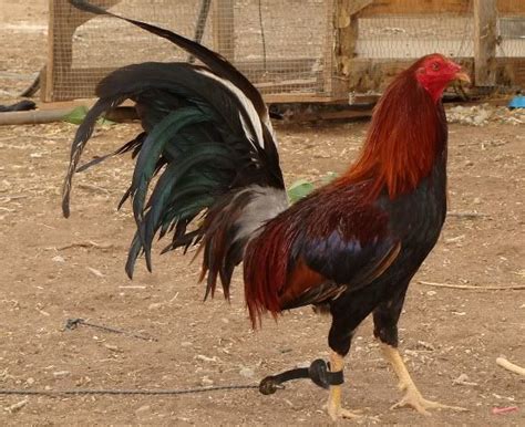 Gamefowl For Sale Gamecock Rooster Kelso Hatch