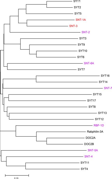 Phylogenetic Tree Of Worm And Mouse Syts Sequences Were Aligned By Download Scientific Diagram