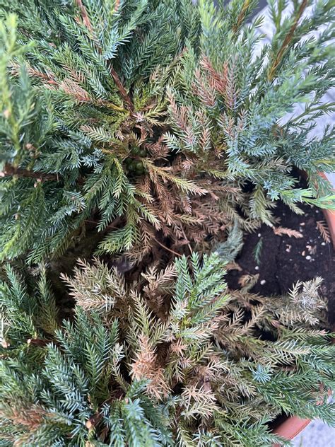 Browning Juniper Please Help R Plants