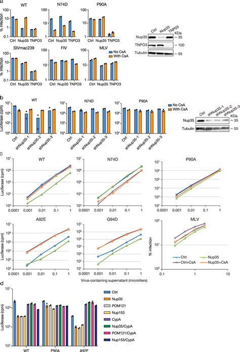 Hiv 1 Dependence On Nup35 Nup153 And Pom121 Is Regulated By Cypa A