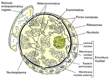El Núcleo Morfología Y Estructura