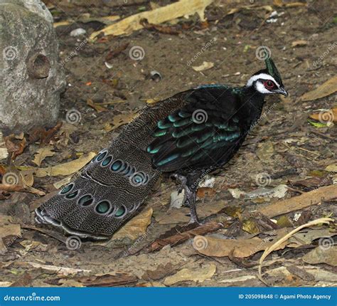 Palawanspiegelpauw Palawan Peacock Pheasant Polyplectron Napoleonis