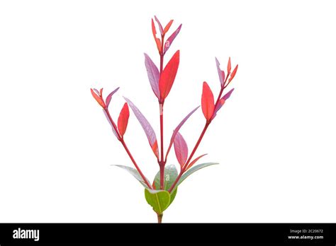 Twig With Leaves Red Isolated On White Background Object With Clipping