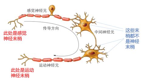 不是神经细胞的所有末梢都称为神经末梢 知乎