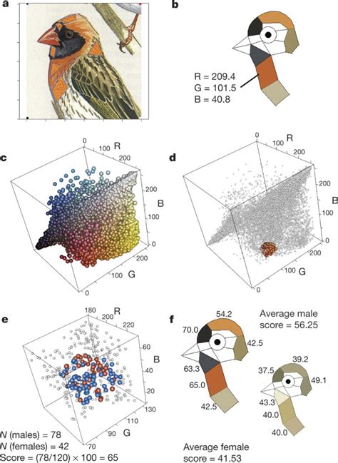 The Effects Of Life History And Sexual Selection On Male And Female