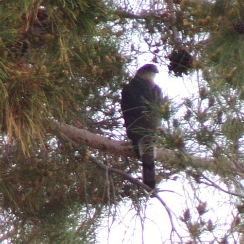 Dana Mcdevitt On Twitter Rt Docmojavedesert