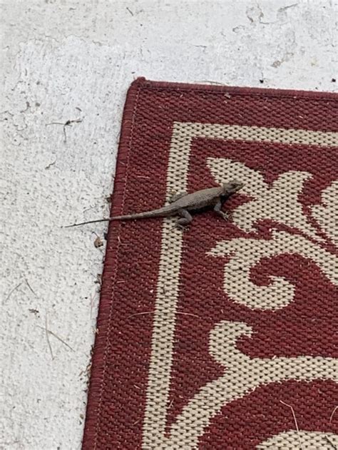 Pls Identify R Lizards
