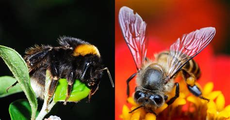Bumblebee Vs Honey Bee How To Difference