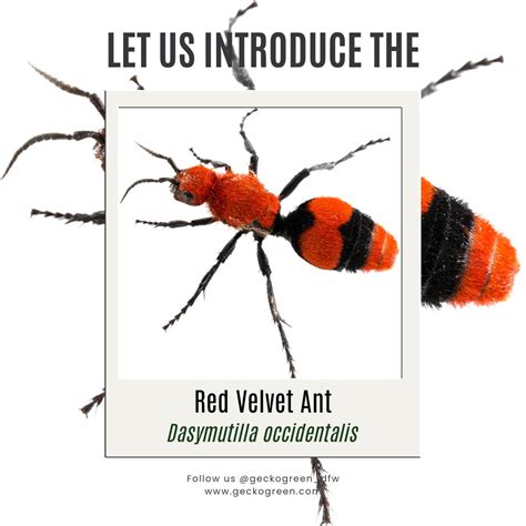 Gecko Green Lawn Care 🐜 Meet The Bug The Red Velvet Ant Aka Cow