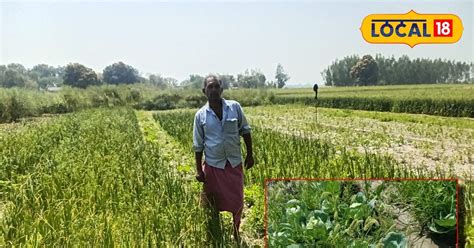 जैविक खेती से किसान बना लखपति कम लागत में कमा रहा तगड़ा मुनाफा जानें यहां कहानी News18 हिंदी