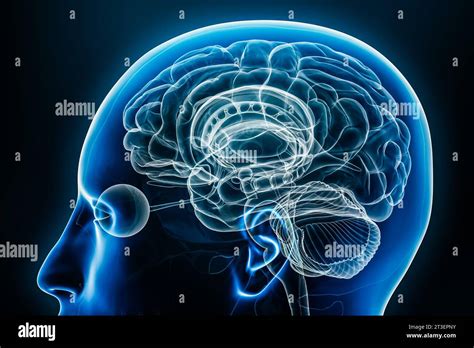 X Ray Human Brain Profile View Close Up 3d Rendering Illustration Anatomy Neurology