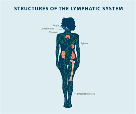 Lymphatic System Map