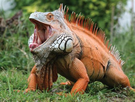 7 Of The Worlds Most Dangerous Lizards And Turtles Britannica