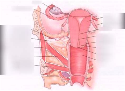 Female Organs Diagram Quizlet