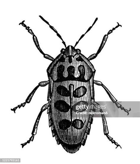 Stink Bug Larvae Photos And Premium High Res Pictures Getty Images