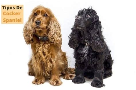 Los 2 Tipos De Cocker Spaniel Y Las Diferencias Entre Ellos