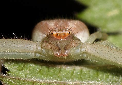 Misumenops Mecaphesa Bugguide Net