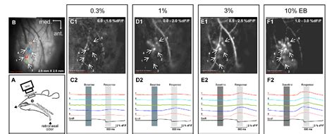 Figure 1 From Retronasal Odor Concentration Coding In Glomeruli Of The