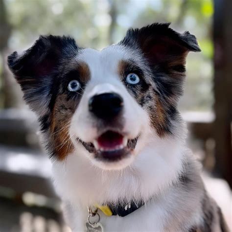 mini.aussie.lilo