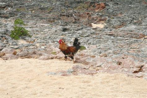 Chicken1 Detection Object Detection Dataset By Prince Songkla University