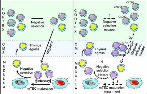 Negative Selection Magcellect Assay Principle Randd Systems