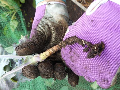 Cabbage Root Fly Rchs
