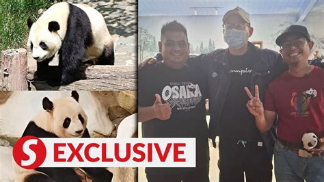 Pandas Hard To Say Goodbye