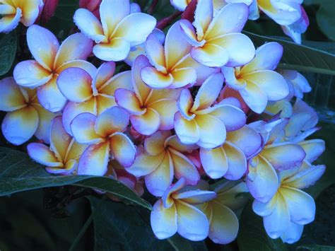 Top 10 Most Fragrant Plants At Andrew Hook Blog